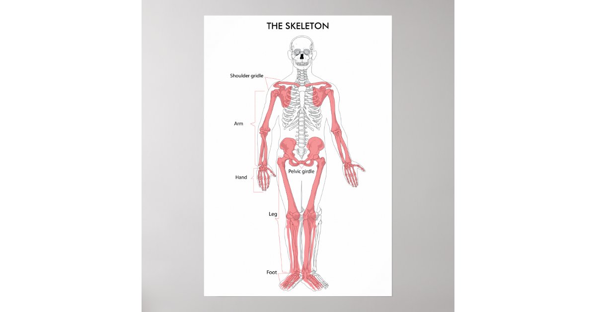 Anatomie des menschlichen Körpers Skelett Anatomis Poster | Zazzle.at