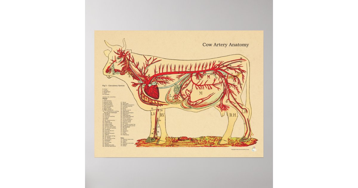 Anatomie des Rinderbovensystems Poster | Zazzle.at