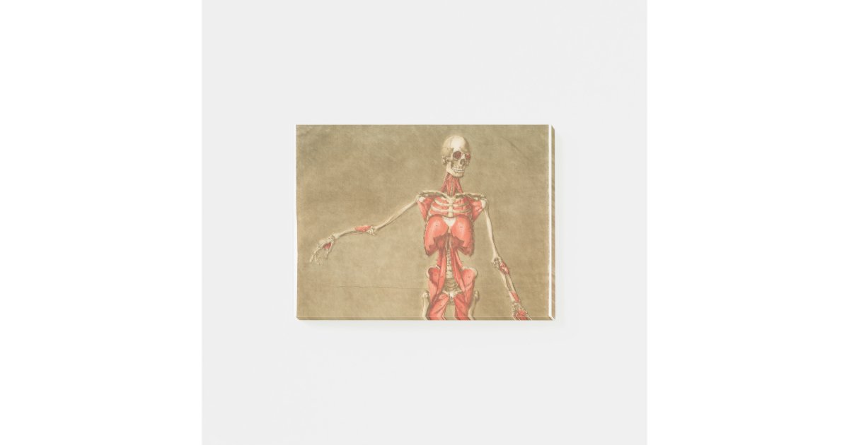 ANATOMY SKELETON BONES SKELETON MUSCLE HUMAN ANATO POST-IT KLEBEZETTEL ...
