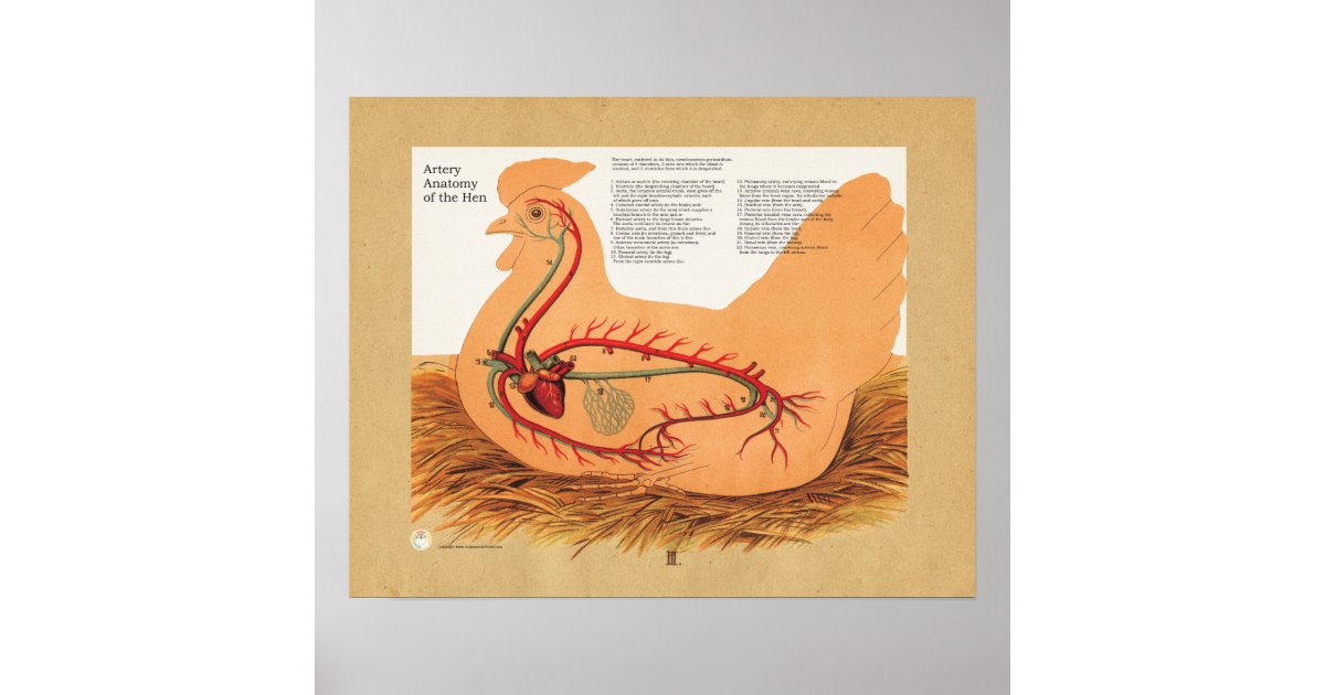 Huhn-Henne-Arterien-Anatomie-Diagramm Poster | Zazzle.at
