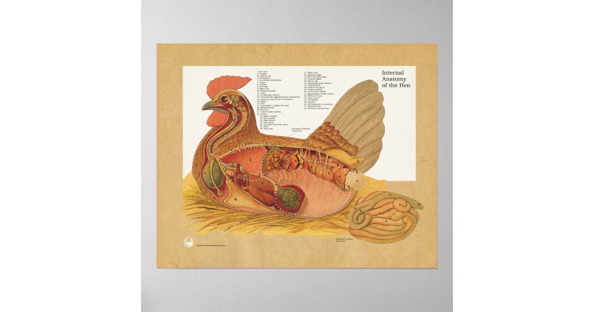 Huhn-Henne-internes Anatomie-Diagramm Poster | Zazzle.at