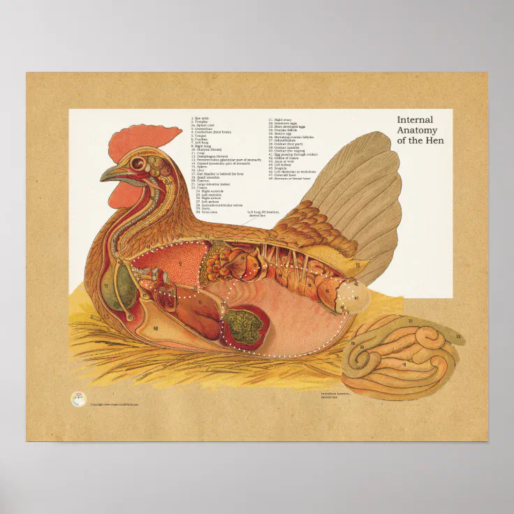 Huhn-Henne-internes Anatomie-Diagramm Poster | Zazzle.at