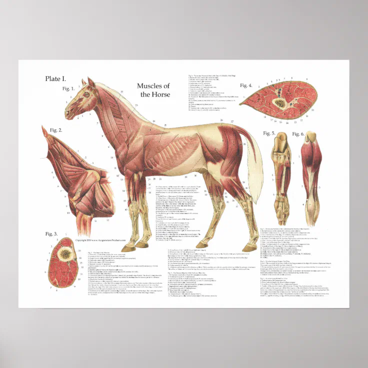 Pferdemuskel-Hals-Schulter-Anatomie-Diagramm Poster | Zazzle.at